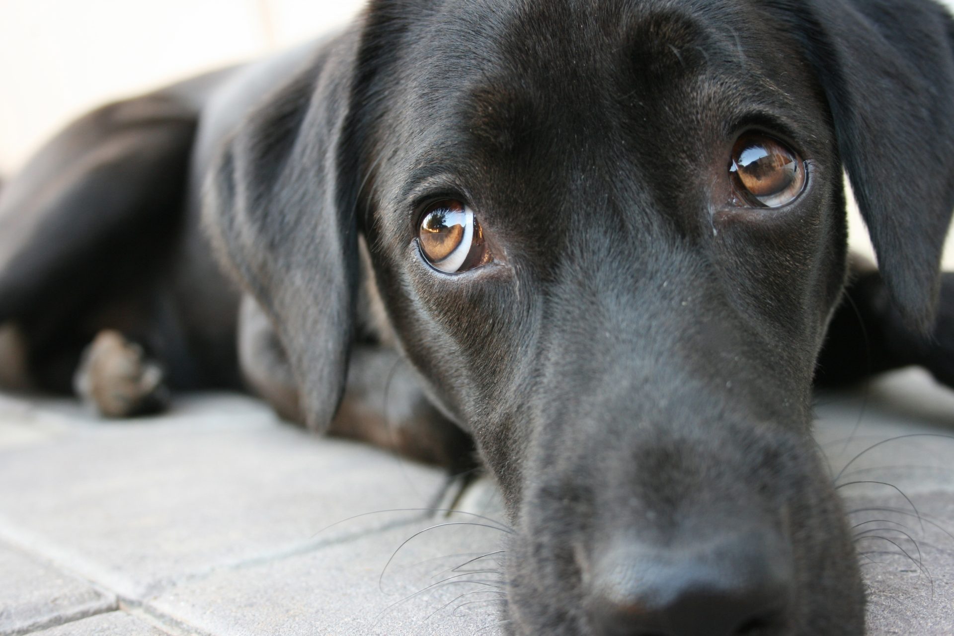 Dogs’ Emotions Can Be Read in Their Eyes - Vision Times