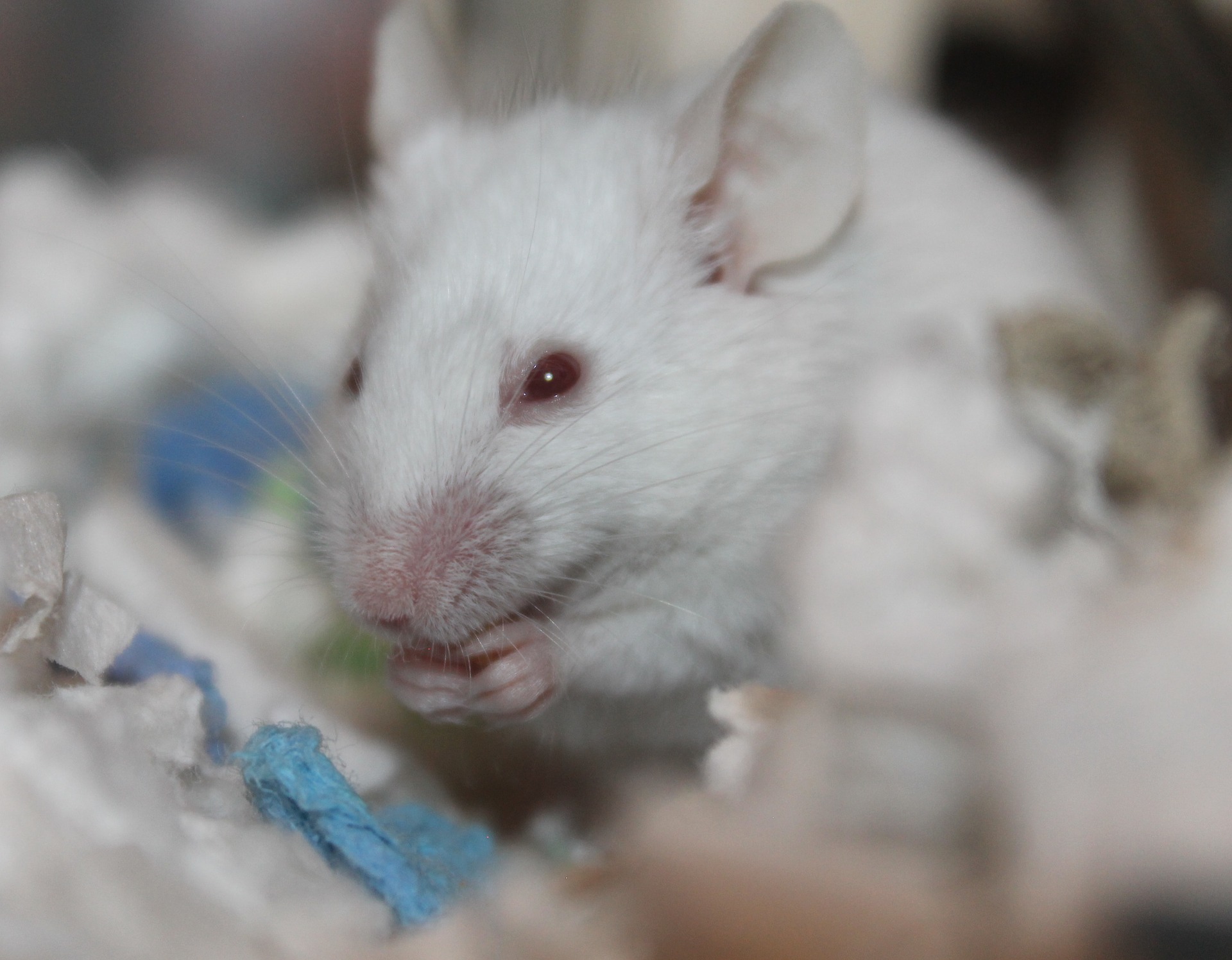 Chinese Military-Linked Researchers ‘Humanized’ Mice to Test ...