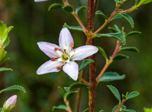 Buchu: the Ancient 'Miracle Herb' of South Africa - Vision Times