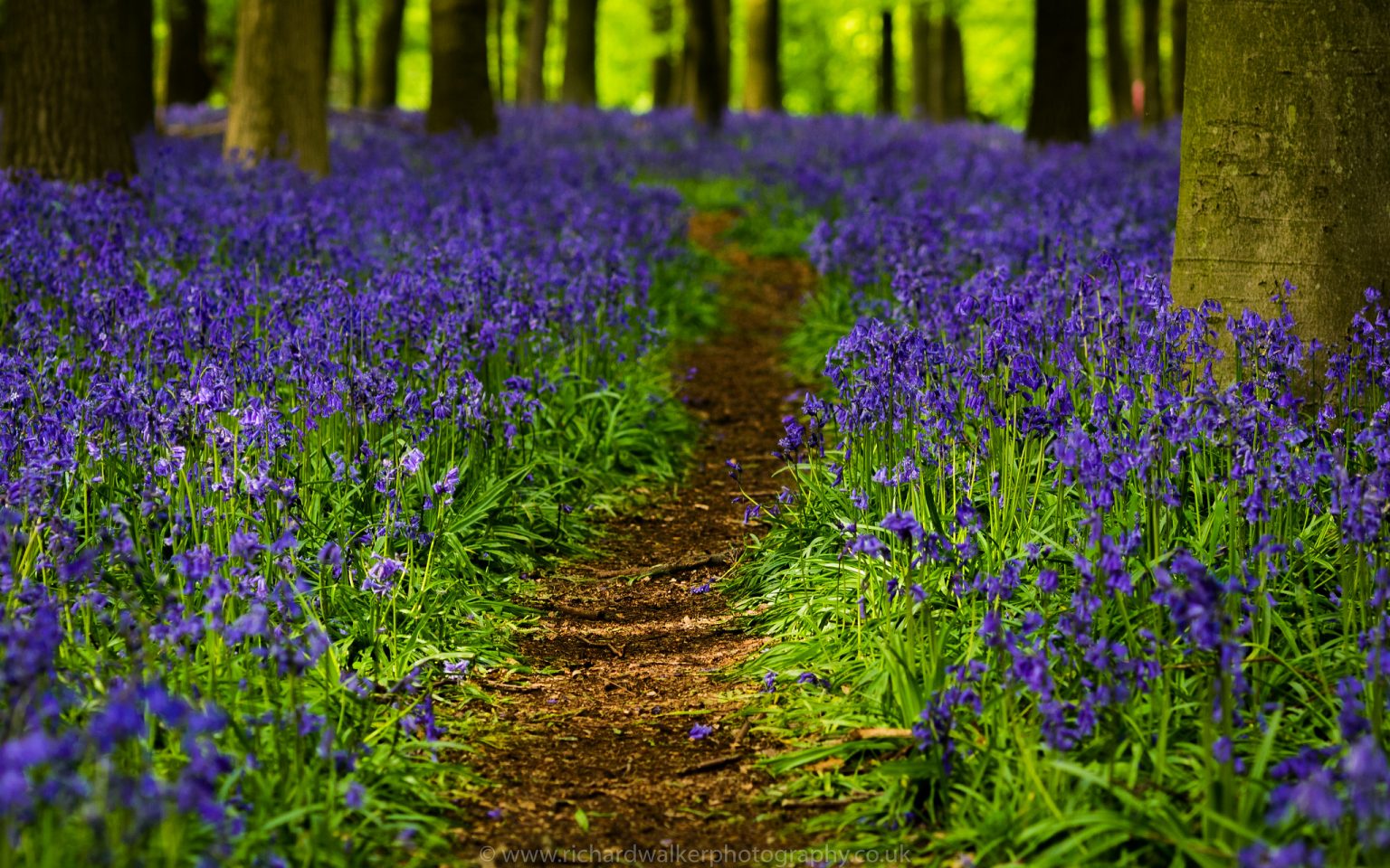 Bluebells - The Gorgeous, yet Poisonous, Enchantress - Vision Times