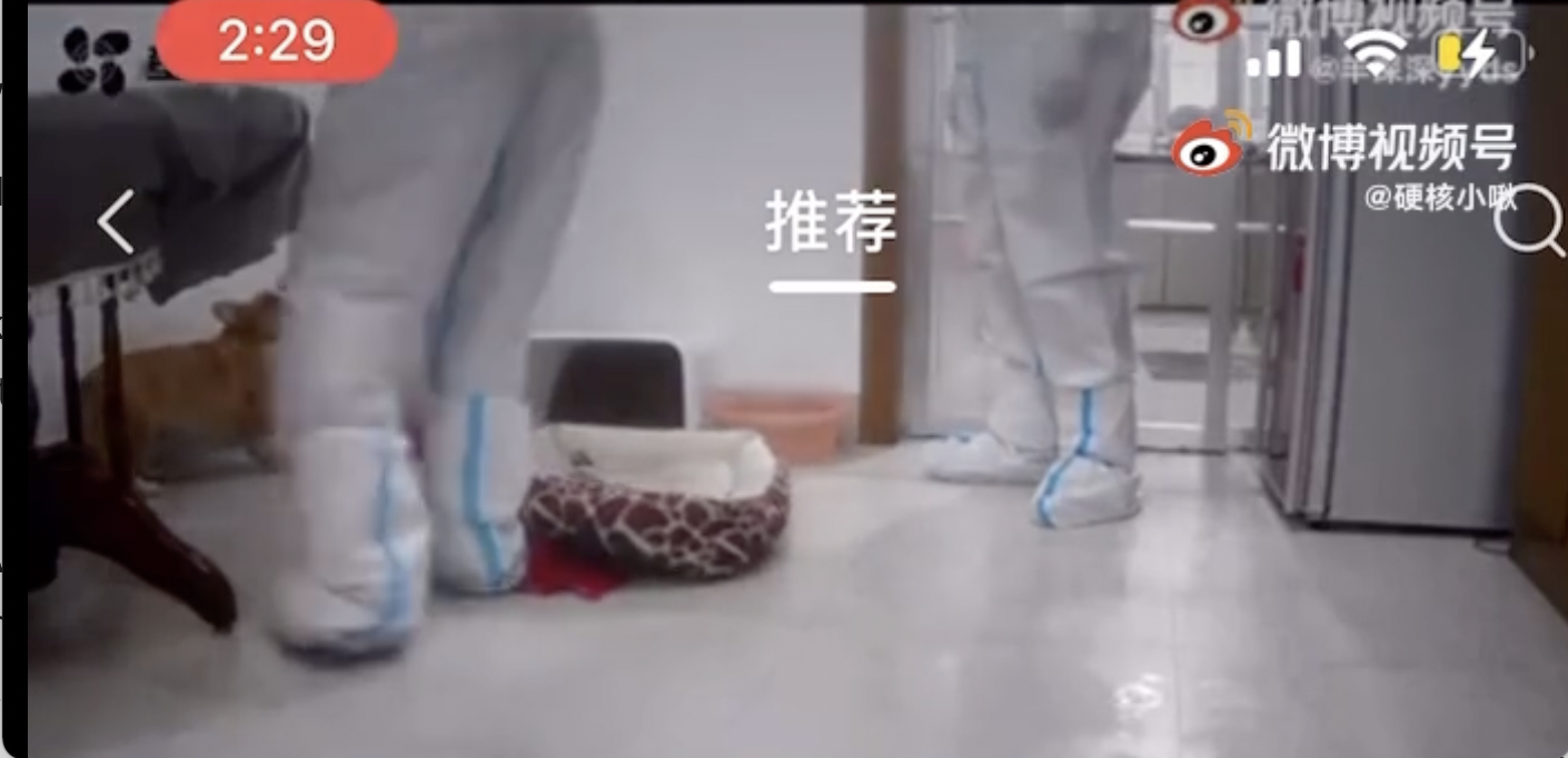 Chinese Government Workers Kill Pet Corgi With Crowbar While Owner ...