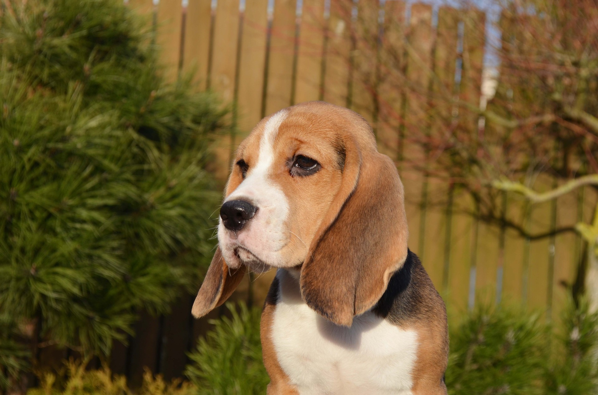 Fauci Faces Hearing After ‘Despicable’ Experiments on Beagle Puppies ...