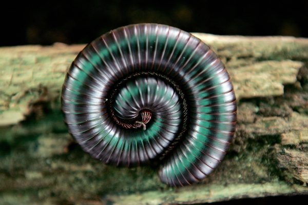 Big Bugs - Mega Millipede Fossil Found in England - Vision Times