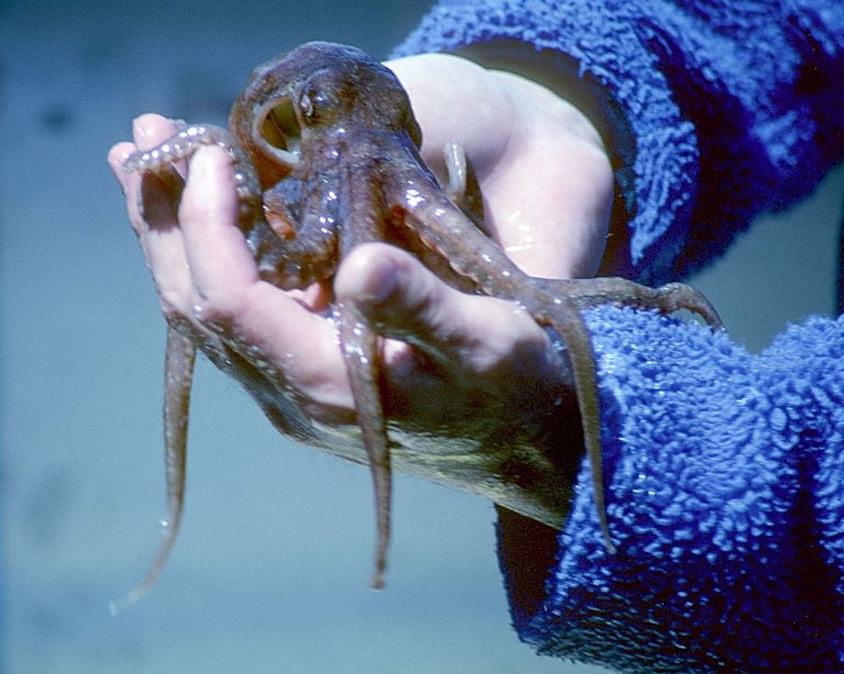Novel Vampire Squid and Other Wonders of the Sea - Vision Times