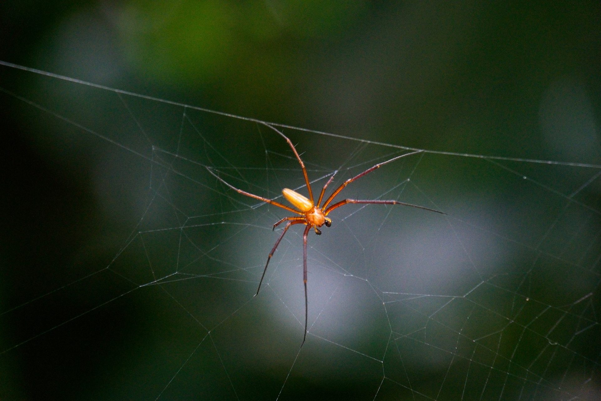 Japanese Joro Spider May Be a Welcome Invader - Vision Times