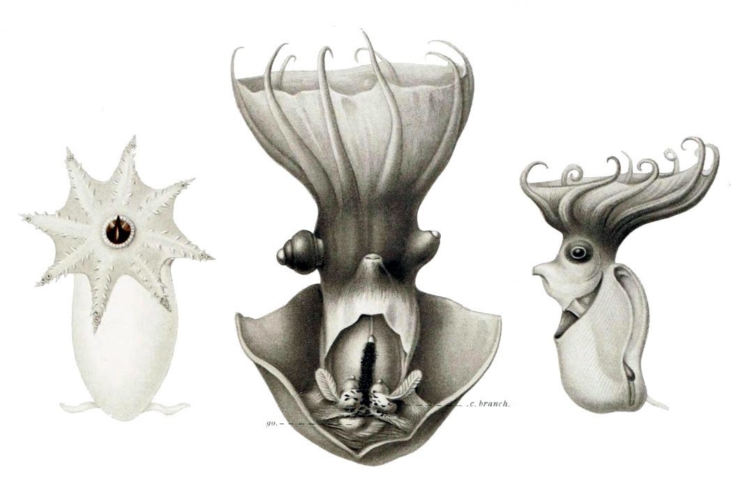 Novel Vampire Squid and Other Wonders of the Sea - Vision Times