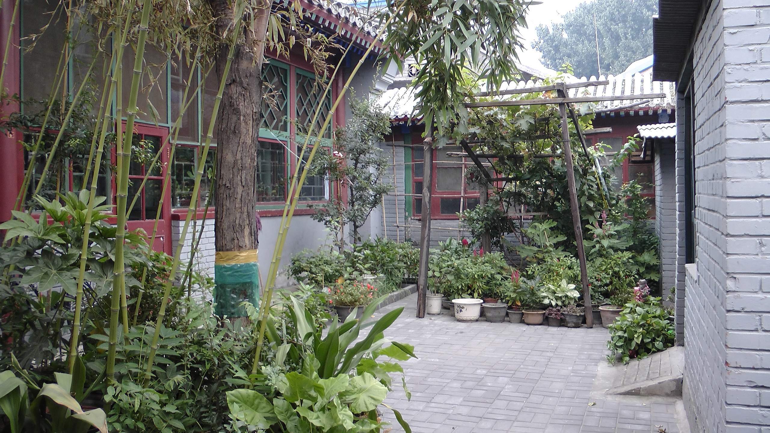 Siheyuan Tree Traditional Chinese Architecture The Siheyuan Vision