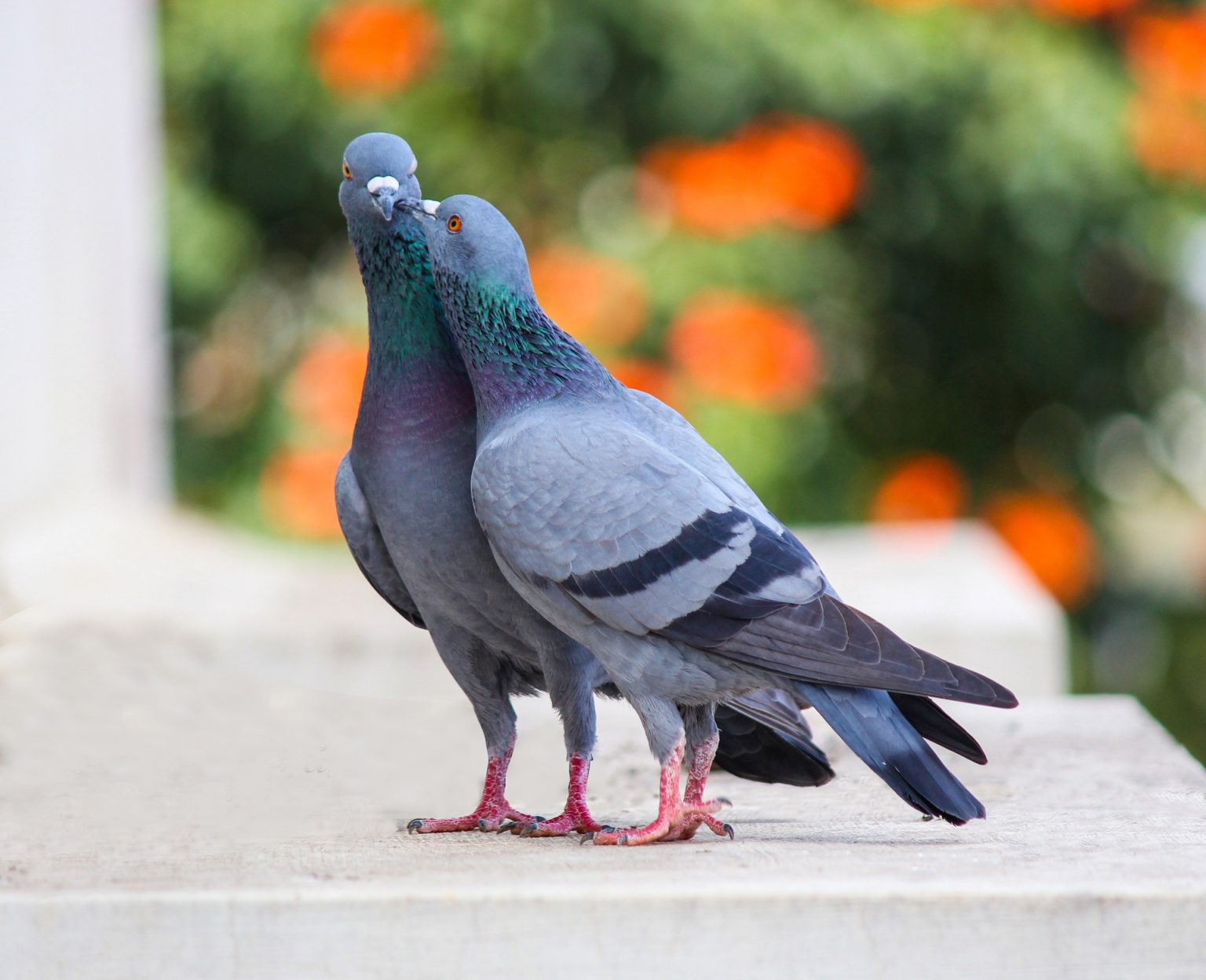 Pigeons and People - A Complex and Enduring Relationship - Vision Times
