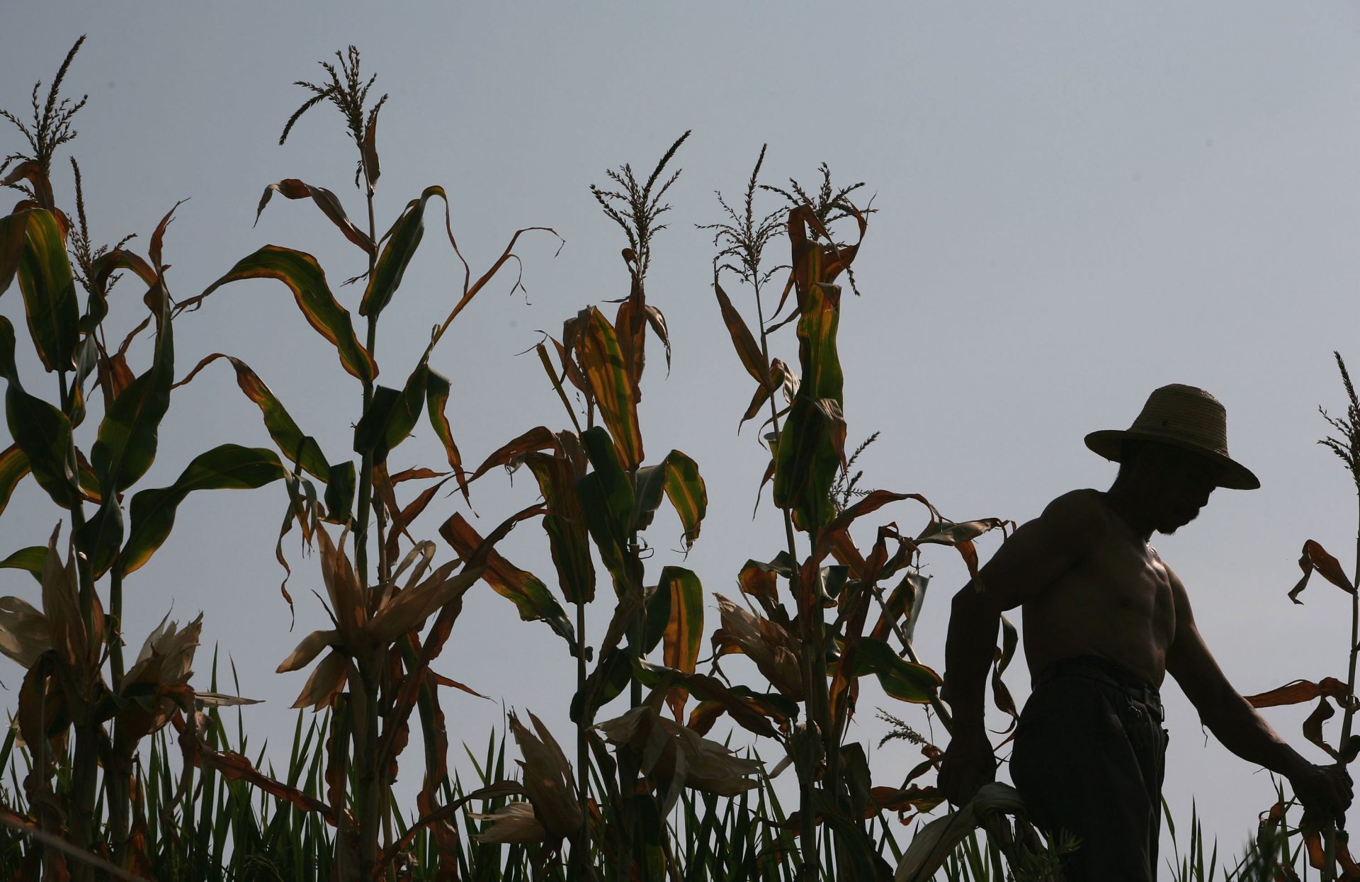 China Braces for Bad Harvests as Drought Scours 10 Million Acres of ...