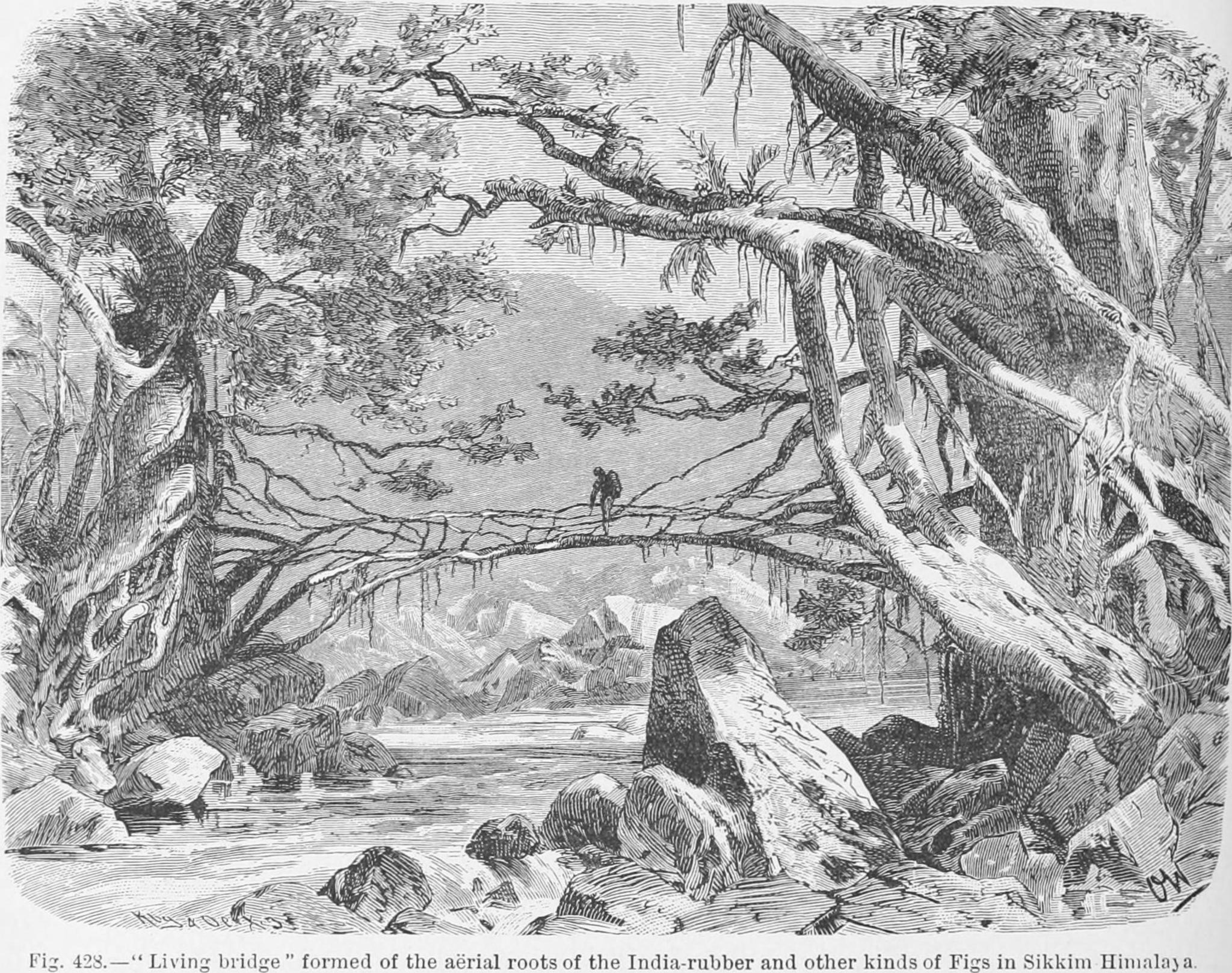 Living Bridges: A Centuries-Old Tradition Making Its Way Into Urban ...