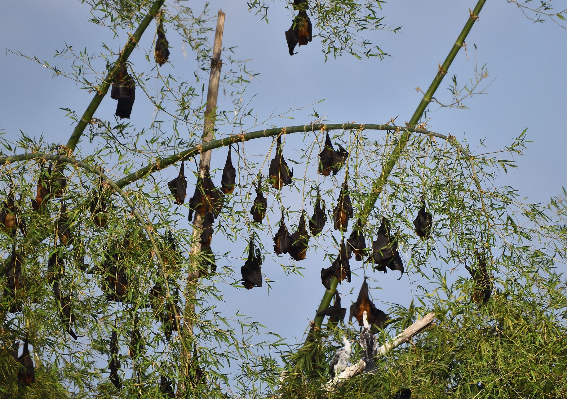 World's Biggest Bats - The Fruit-Eating Flying Fox - Vision Times