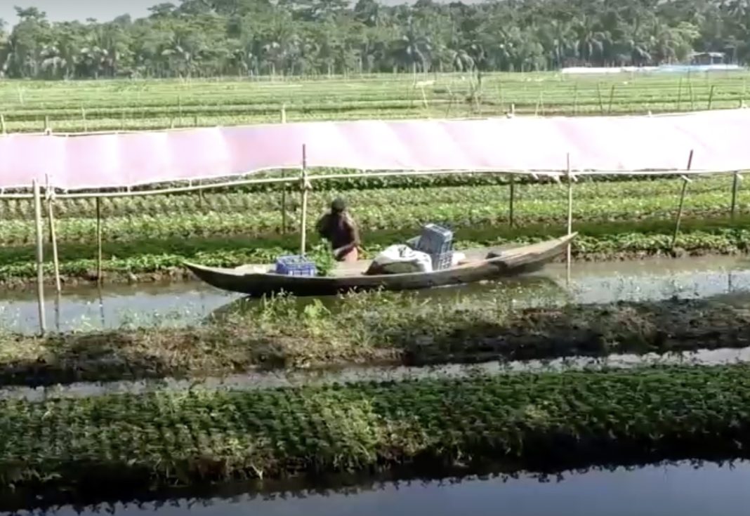 Farmers in Bangladesh Turn to Floating Agriculture to Adapt to Rising ...