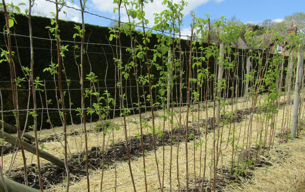 Spring Cleaning for the Garden - Vision Times