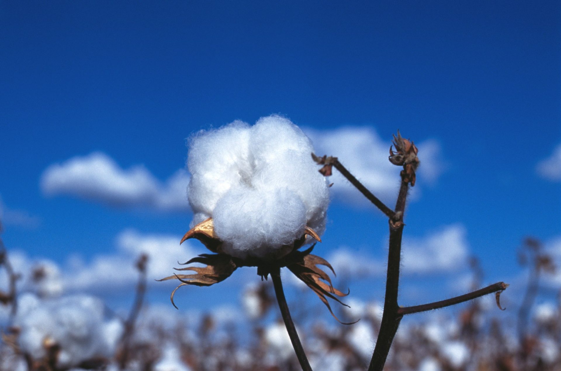 The Fascinating Process Behind the Beauty of Natural Fibers - Part III ...