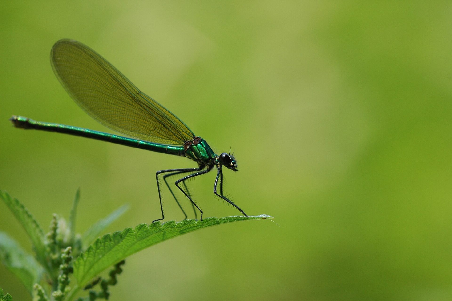Attract Dragonflies With Native Plants and Say ‘Adios’ to Mosquitos ...