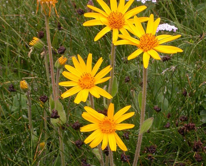 For Powerful Traditional Remedies, Know and Grow Medicinal Herbs (A ...