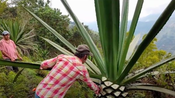 The Fascinating Process Behind the Beauty of Natural Fibers (Part VI ...