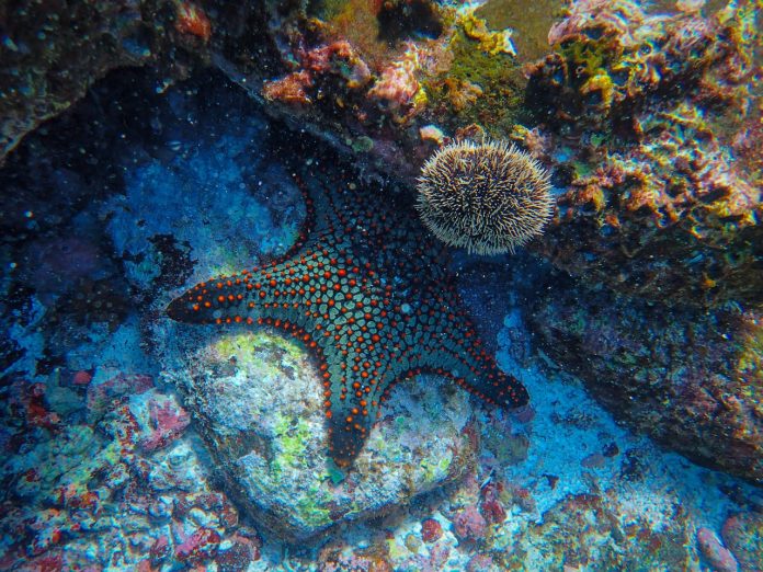 The Surprising Story Behind Starfish Vision - Vision Times