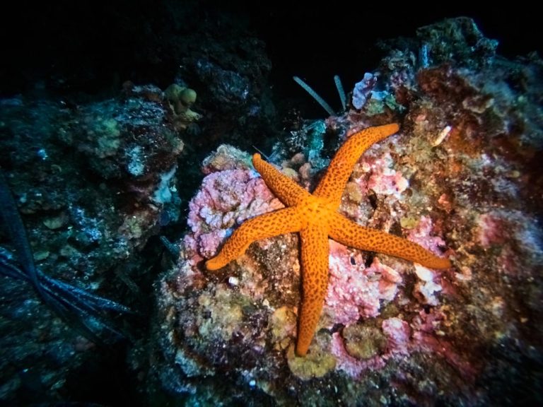 The Surprising Story Behind Starfish Vision - Vision Times
