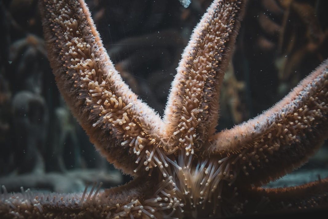 The Surprising Story Behind Starfish Vision - Vision Times