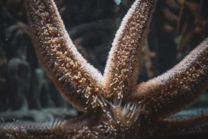 The Surprising Story Behind Starfish Vision - Vision Times
