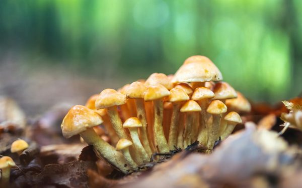 September is National Mushroom Month - Celebrate With a Fungal ...