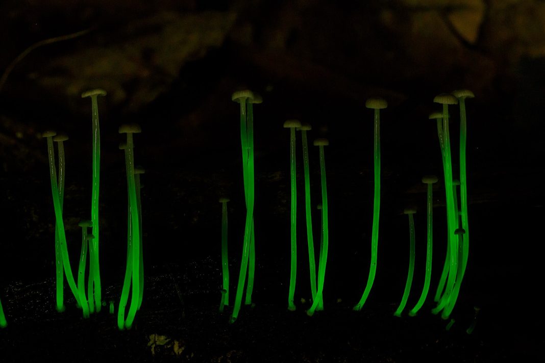 The Fascinating Phenomenon of Fungal Bioluminescence, and How We Can ...