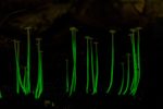 The Fascinating Phenomenon of Fungal Bioluminescence, and How We Can ...