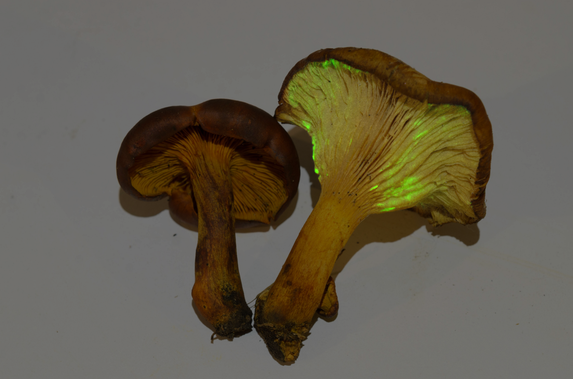 The Fascinating Phenomenon of Fungal Bioluminescence, and How We Can ...