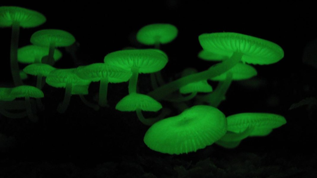 The Fascinating Phenomenon of Fungal Bioluminescence, and How We Can ...