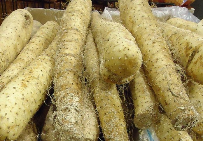 Unraveling the Mystery of Chinese Medicinal Herbs: (Part 2) Chinese Yam ...