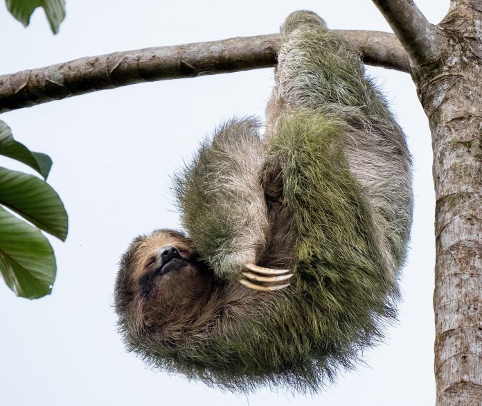 Sloths: Slow and Steady Masters of Survival - Vision Times