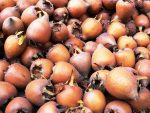 Medlar - The Forgotten Fruit That Deserves an Encore - Vision Times