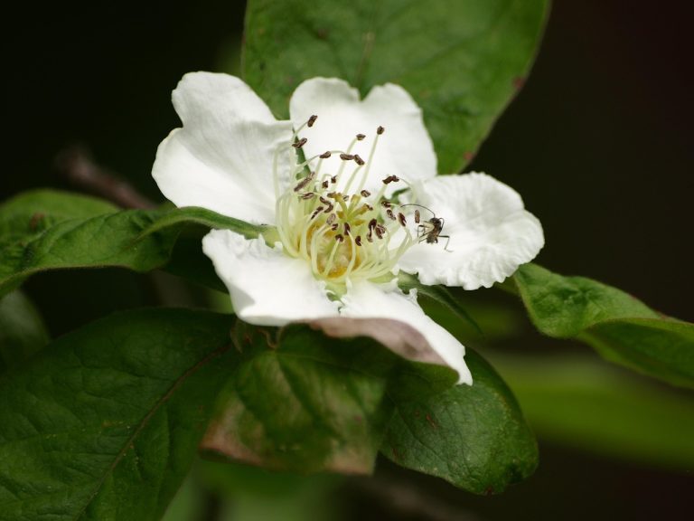 Medlar - The Forgotten Fruit That Deserves an Encore - Vision Times