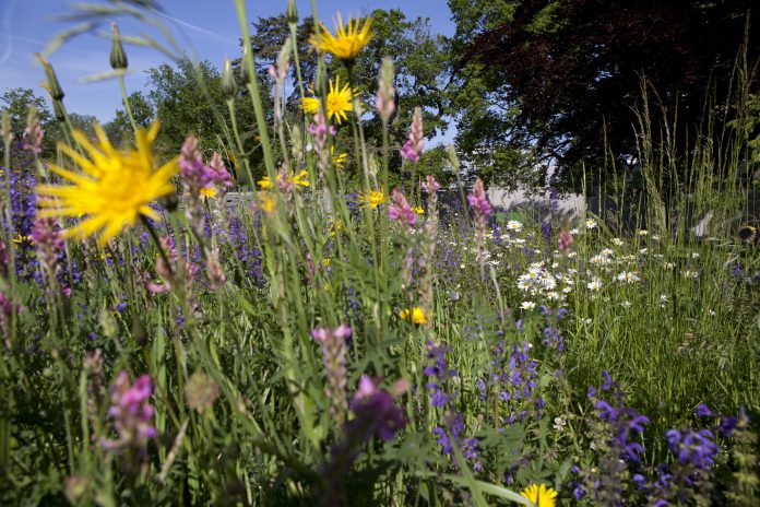 Salsify: An Old-World Root With Present-Day Appeal - Vision Times