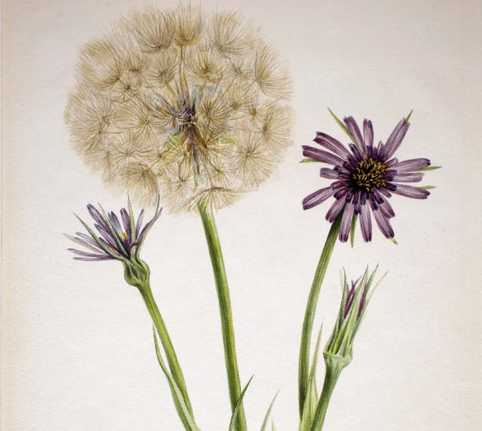 Salsify: An Old-World Root With Present-Day Appeal - Vision Times