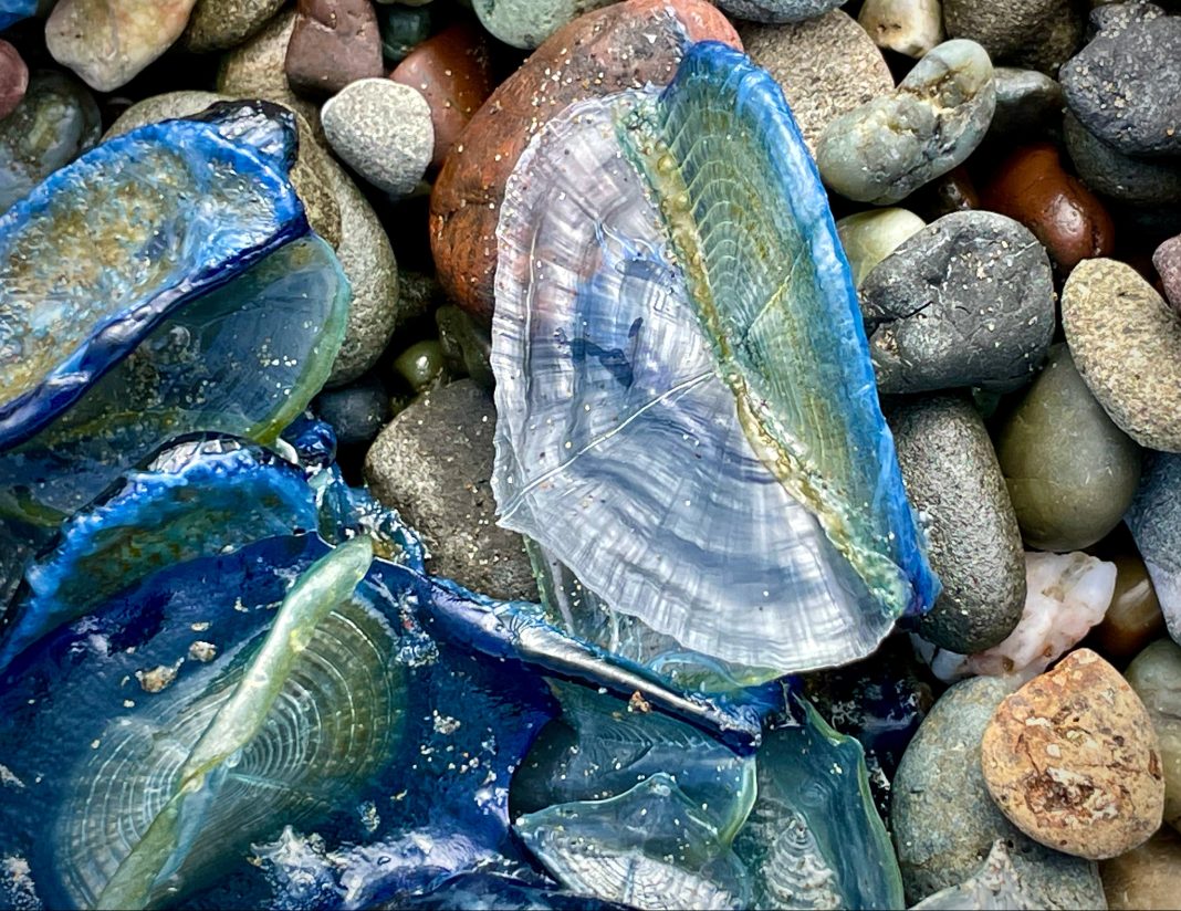 Fancy, Filmy Fragments and Blue Blobs on the Beach? It’s Not Plastic ...