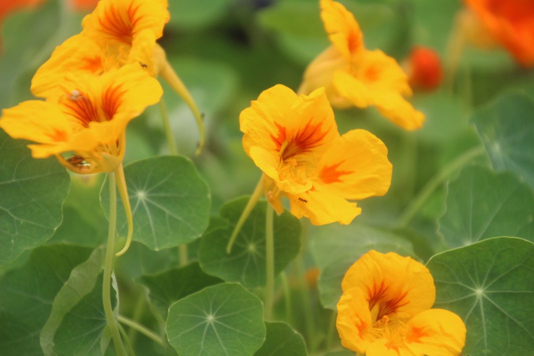 For Powerful Traditional Remedies, Know and Grow Medicinal Herbs (N ...