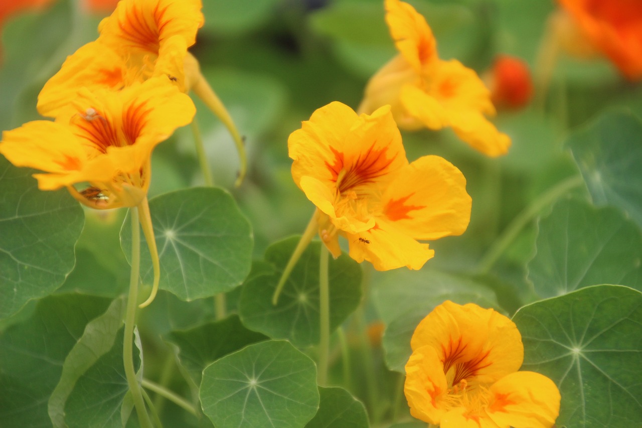 For Powerful Traditional Remedies, Know and Grow Medicinal Herbs (N ...