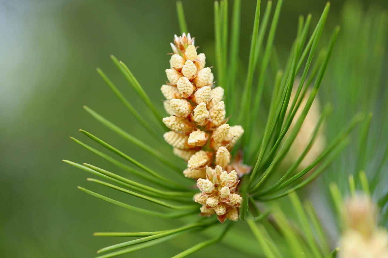 For Powerful Traditional Remedies, Know and Grow Medicinal Herbs (P ...