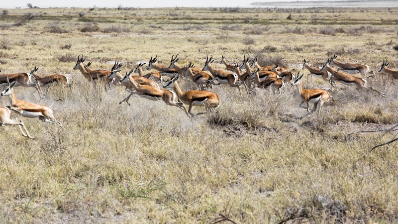 ‘The Old Antelope’s Choice:’ A Story That Makes You Rethink Taking a ...