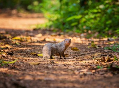 The Talking Mongoose of the Isle of Man: The Enduring Mystery of Gef ...