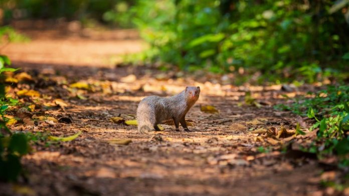The Talking Mongoose of the Isle of Man: The Enduring Mystery of Gef ...