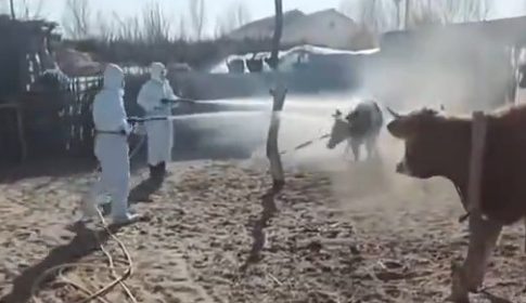 New Foot-And-Mouth Disease Strain Sparks Multi-Province Livestock ...